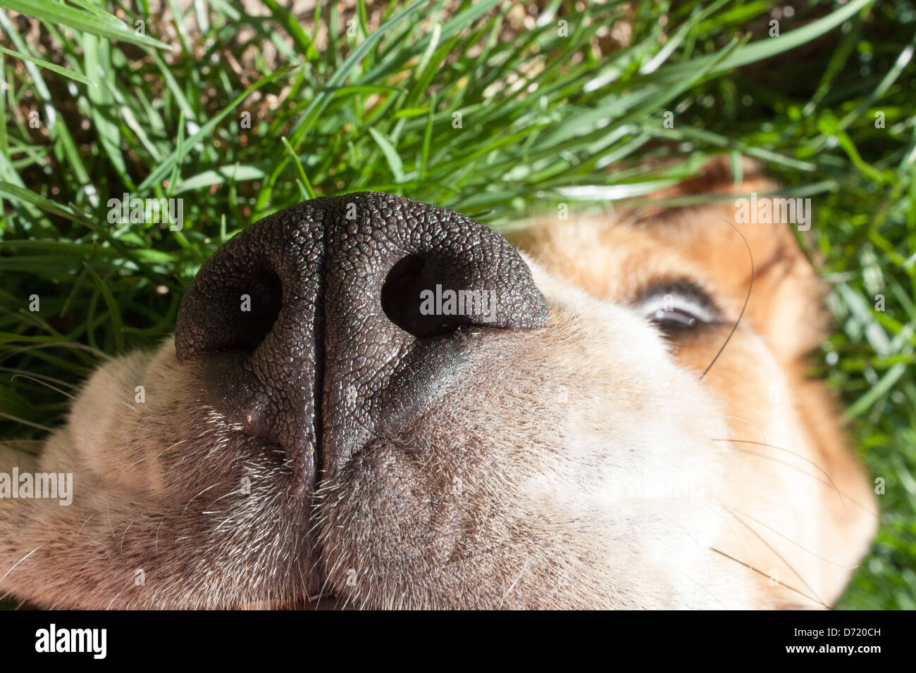 Funny beagle dog face Stock Photo - Alamy