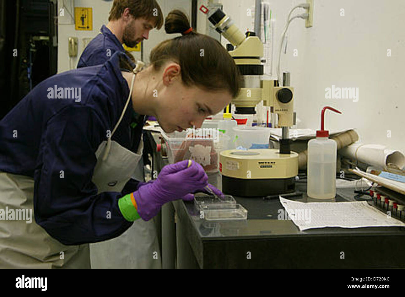 Counting Fish Eggs Stock Photo - Alamy