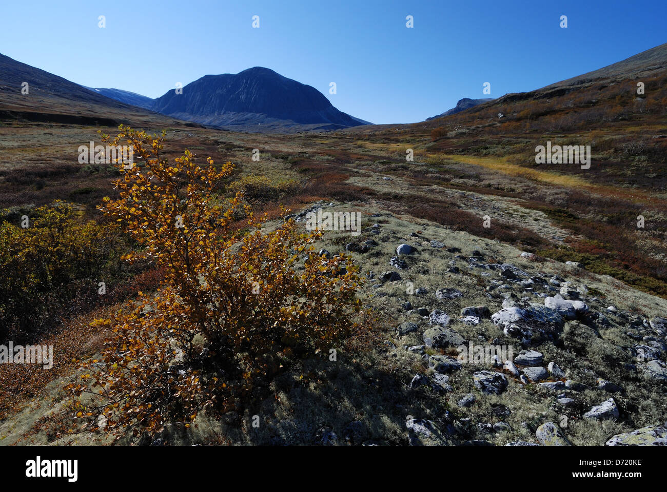 Birch tree at autumn in the Rondane National Park in Norway Stock Photo ...