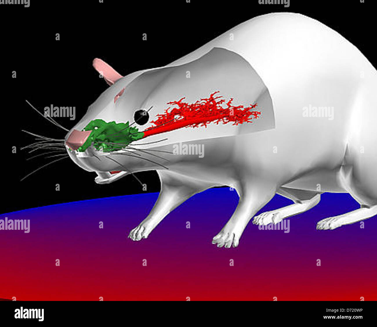 PNNL's Virtual Respiratory System model simulates how pollutants affect ...
