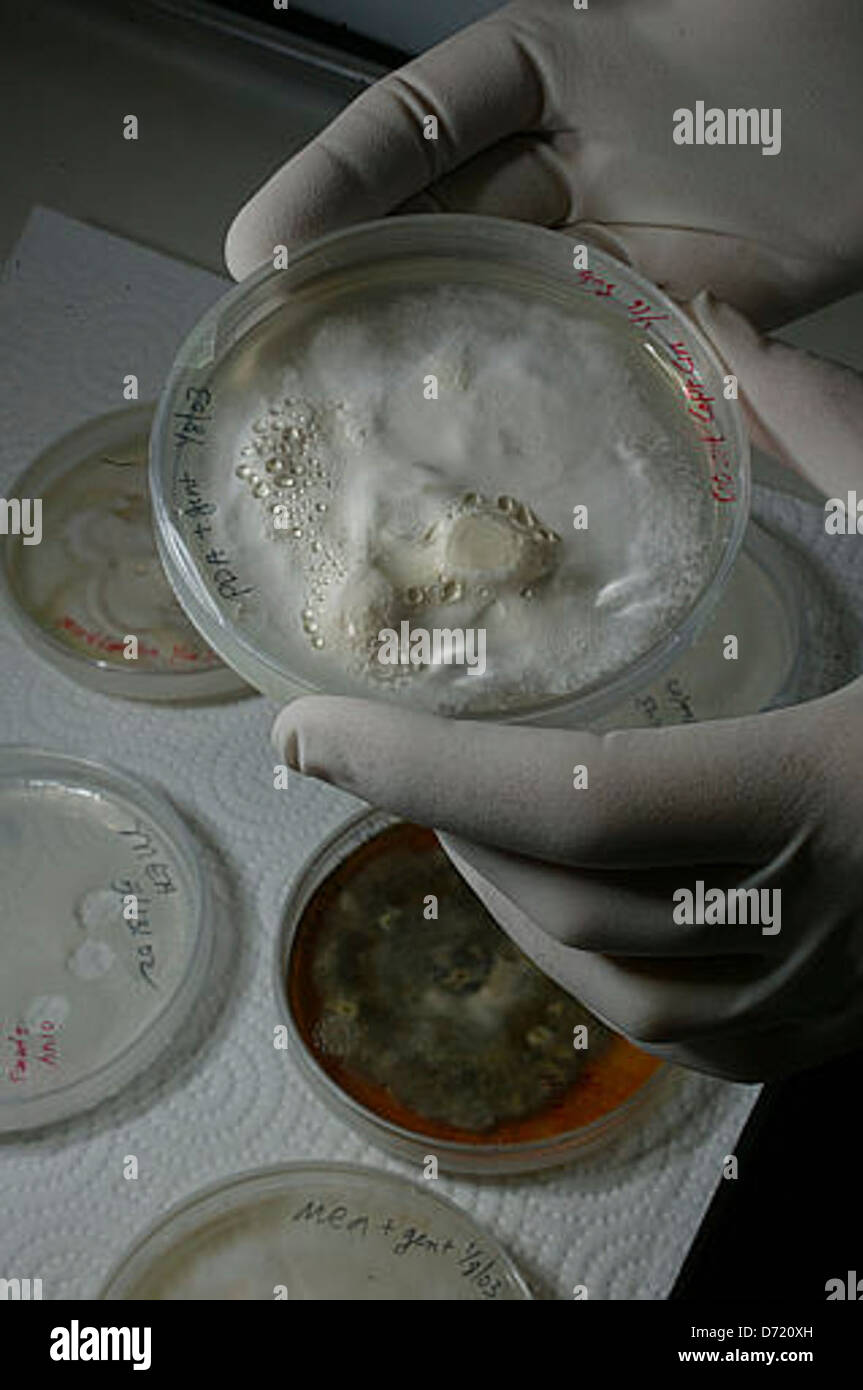 PNNL conducts fungal studies to understand the role of fungi in ...