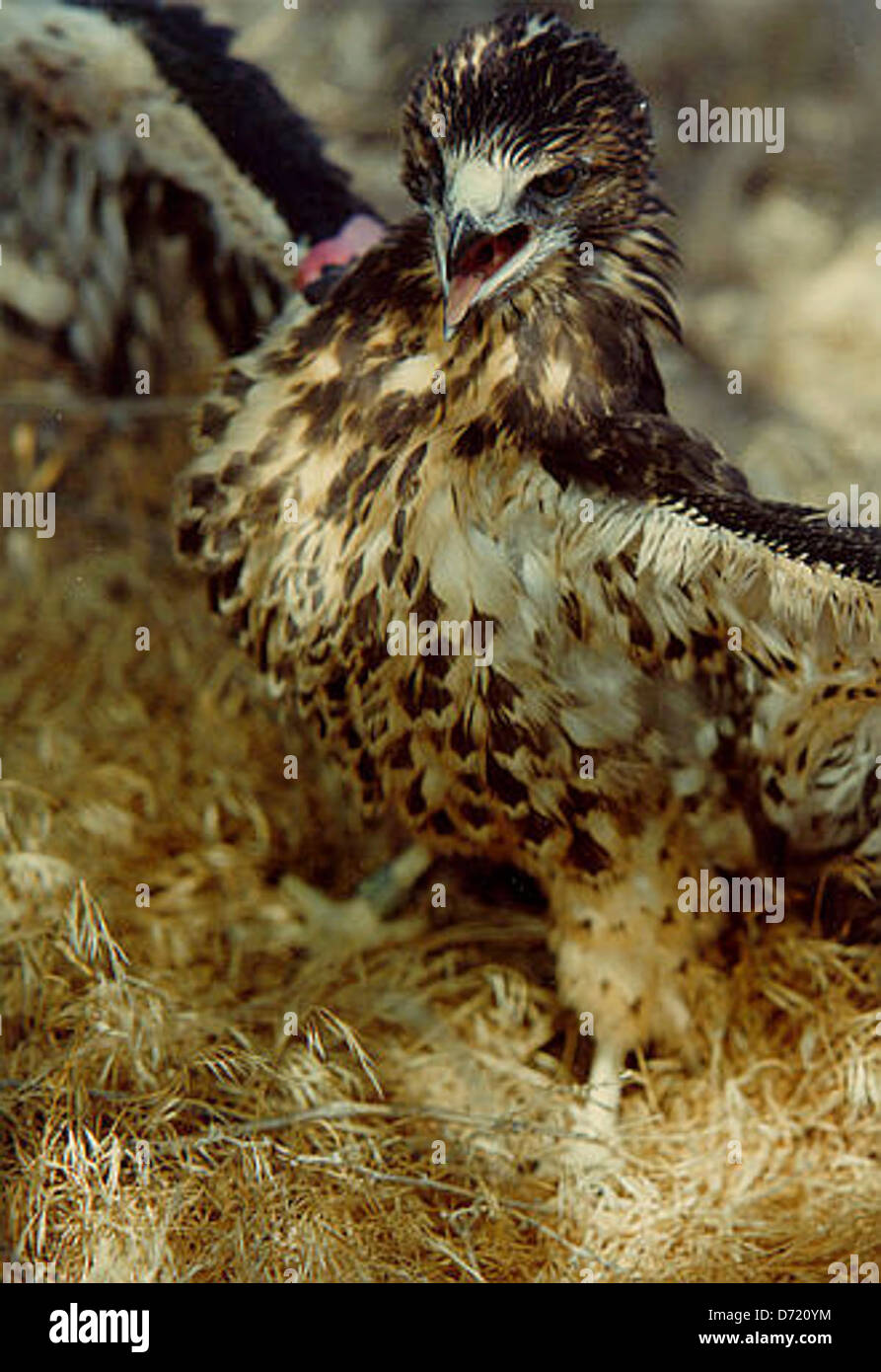 Bird studies hi-res stock photography and images - Alamy