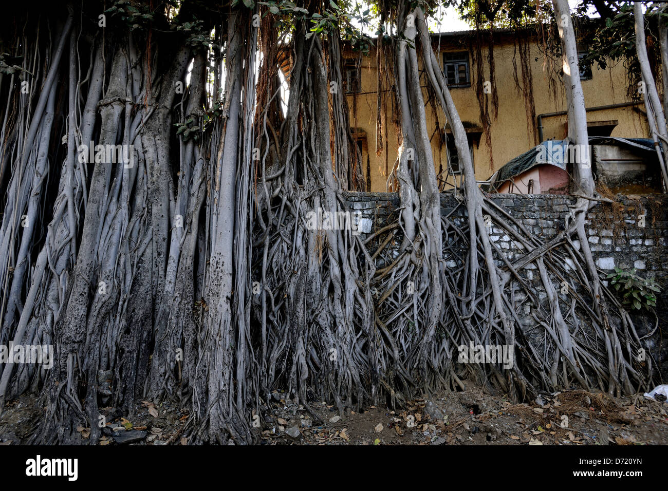 Sculptural Tree roots, railway station, Bombay, India Stock Photo - Alamy