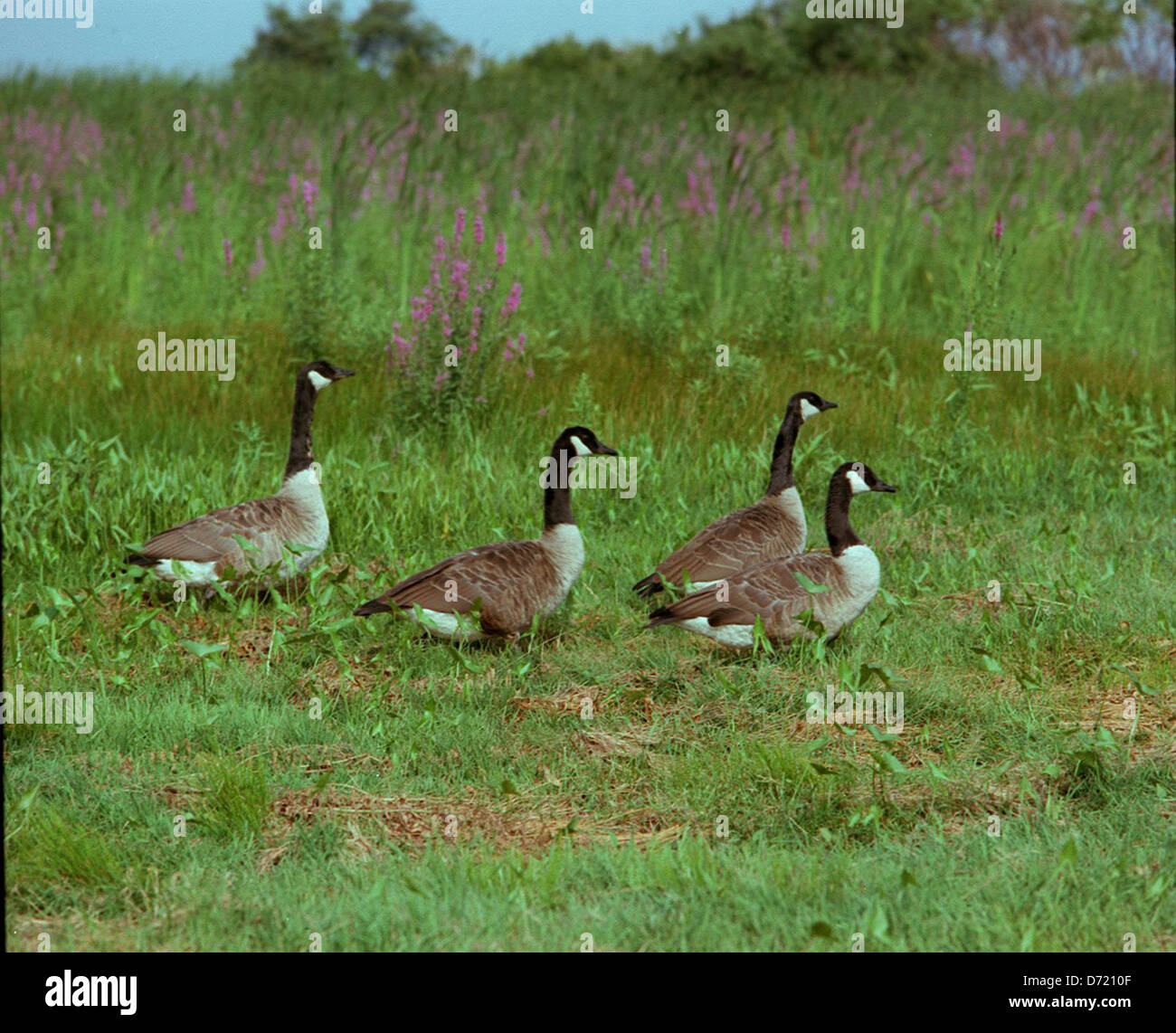 Canadageese hi-res stock photography and images - Alamy