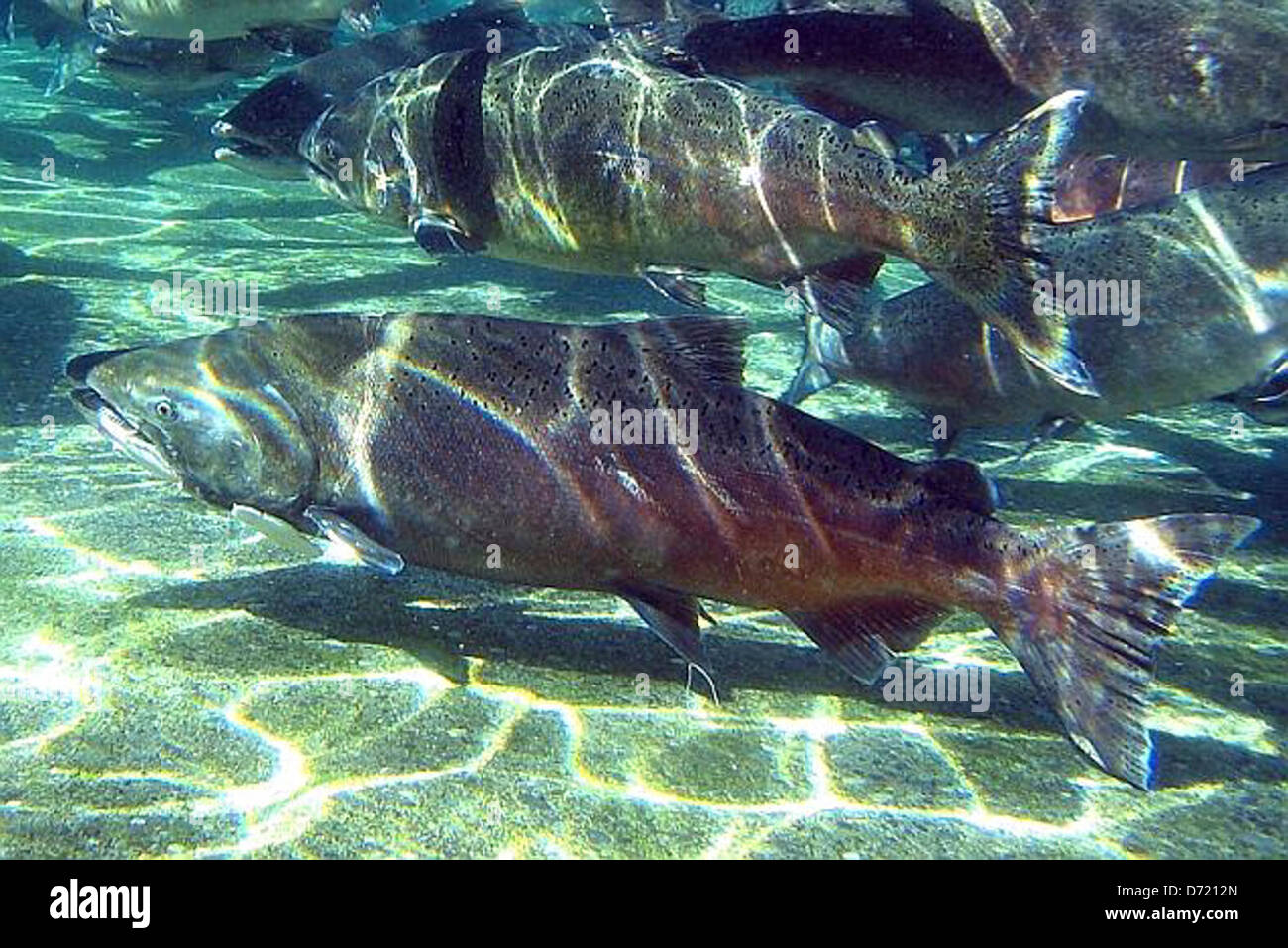 Chinook Salmon, a key species in the Pacific Northwest, is studied ...