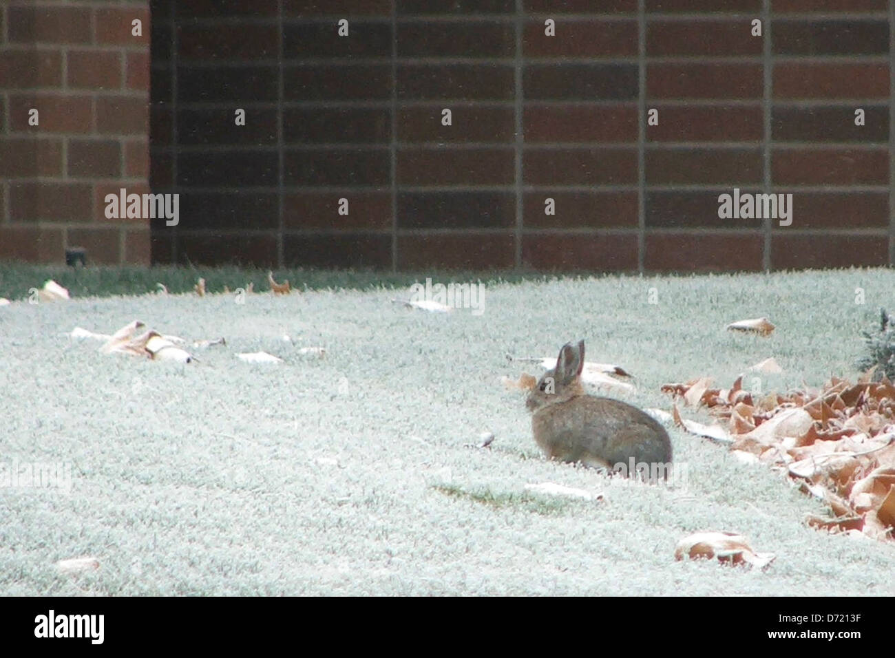 The ISB Bunny research at PNNL focuses on the environmental impact of ...