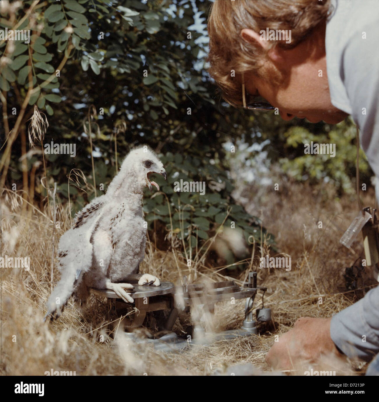 The Swainson’s Hawk, studied at PNNL, is a migratory bird species known ...