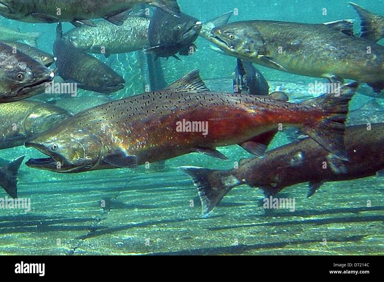 PNNL’s research on Chinook salmon focuses on understanding their ...