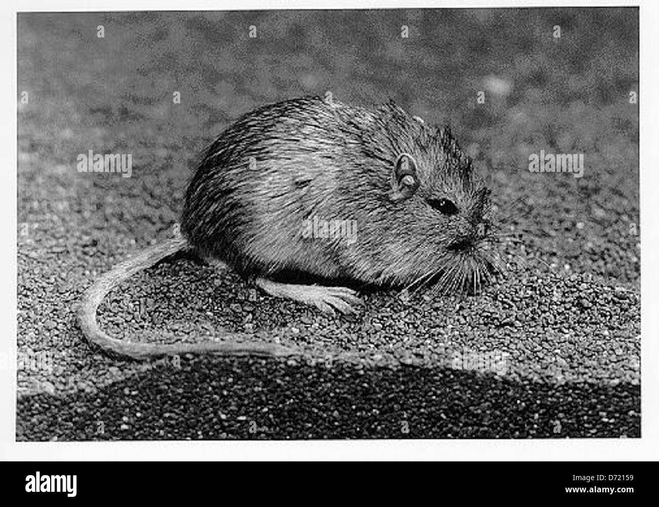 PNNL’s research on the Great Basin Pocket Mouse focuses on ...