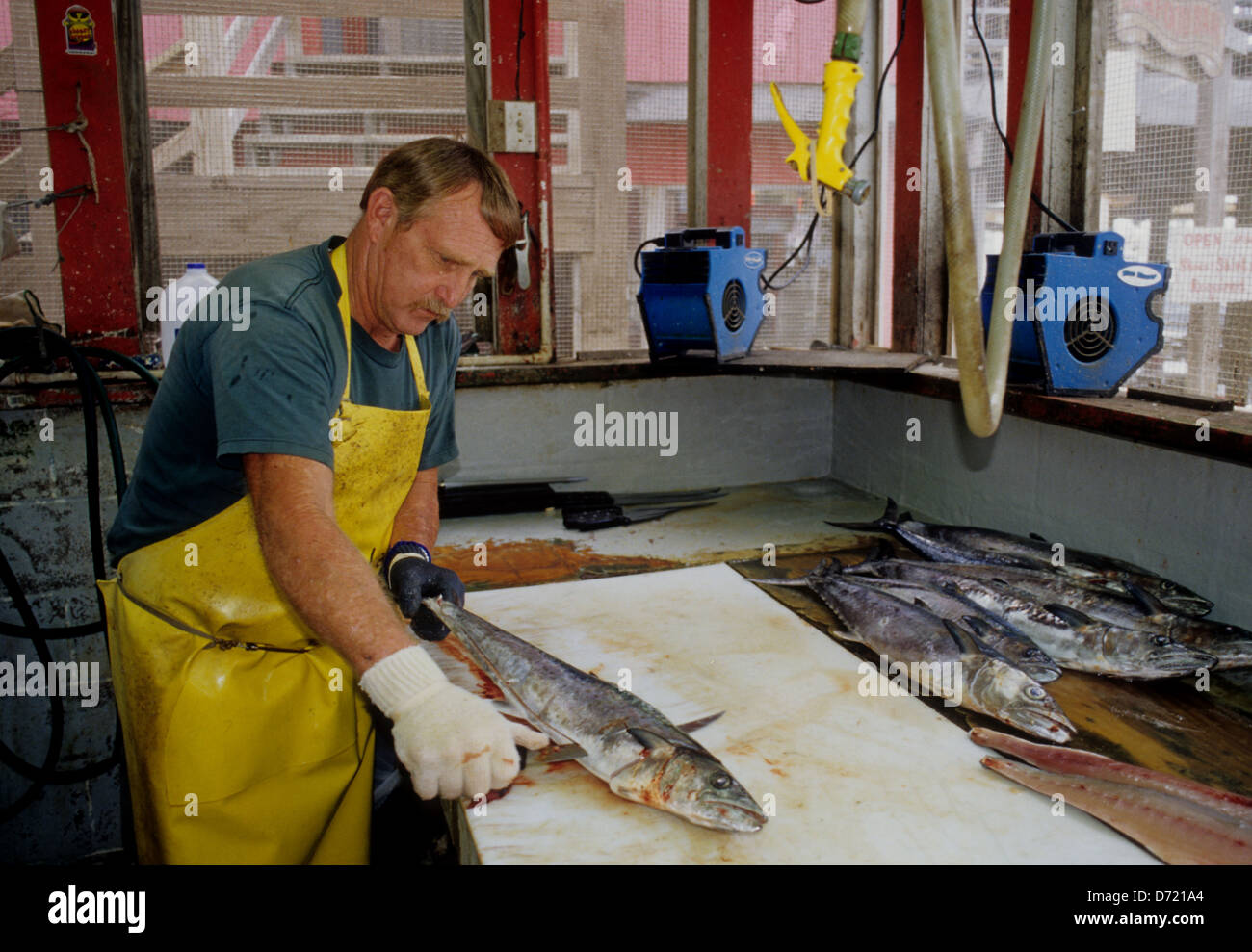 A fish cleaner fillets a King Mackerel (Scomberomorus cavalla) caught ...