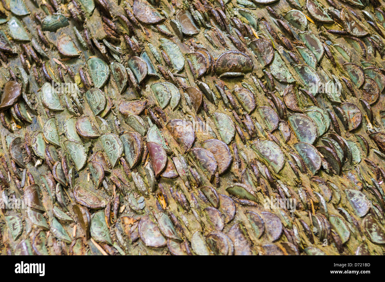The money tree in woodland near Aira Force in the Lake District ...