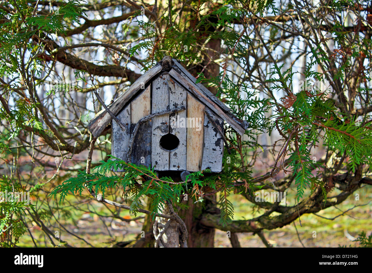 Rustic birdhouse with a cedar tree background Stock Photo - Alamy