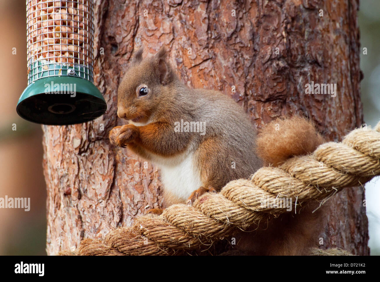 Rare squirrel hi-res stock photography and images - Alamy
