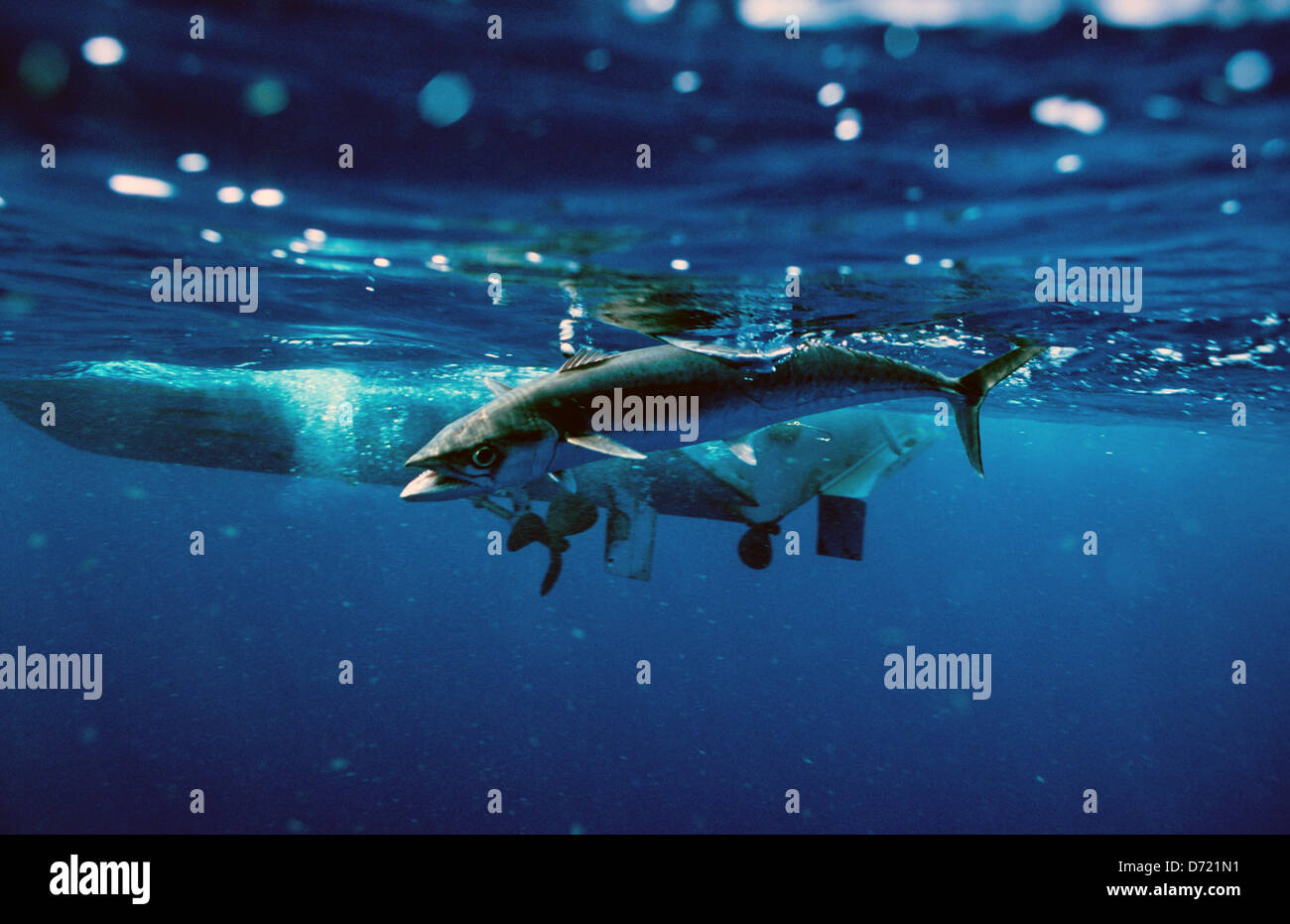 Scomberomorus hi-res stock photography and images - Alamy