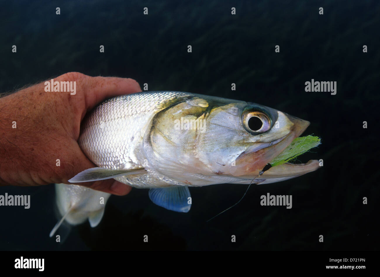 Ladyfish hi-res stock photography and images - Alamy