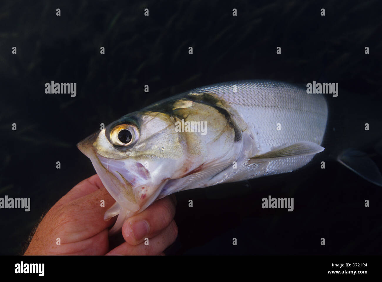 A ladyfish (Elops saurus) caught near Port Aransas Texas Stock Photo ...