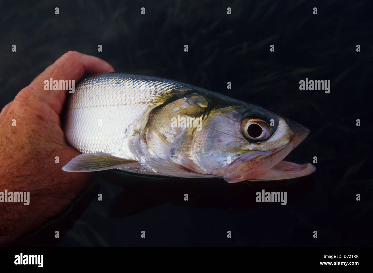 Ladyfish hi-res stock photography and images - Alamy