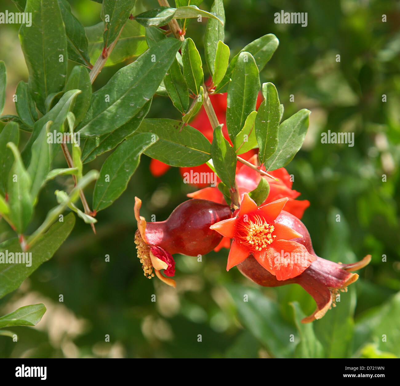 Pomegranate tree blossoms red hi-res stock photography and images - Alamy