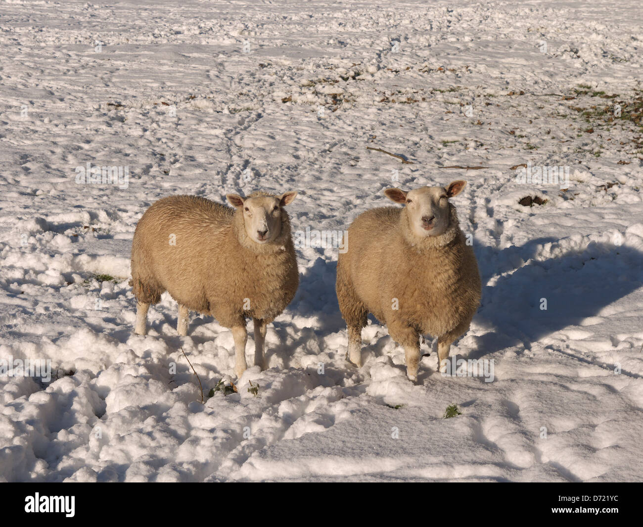 Sheep in a snowy field Stock Photo - Alamy