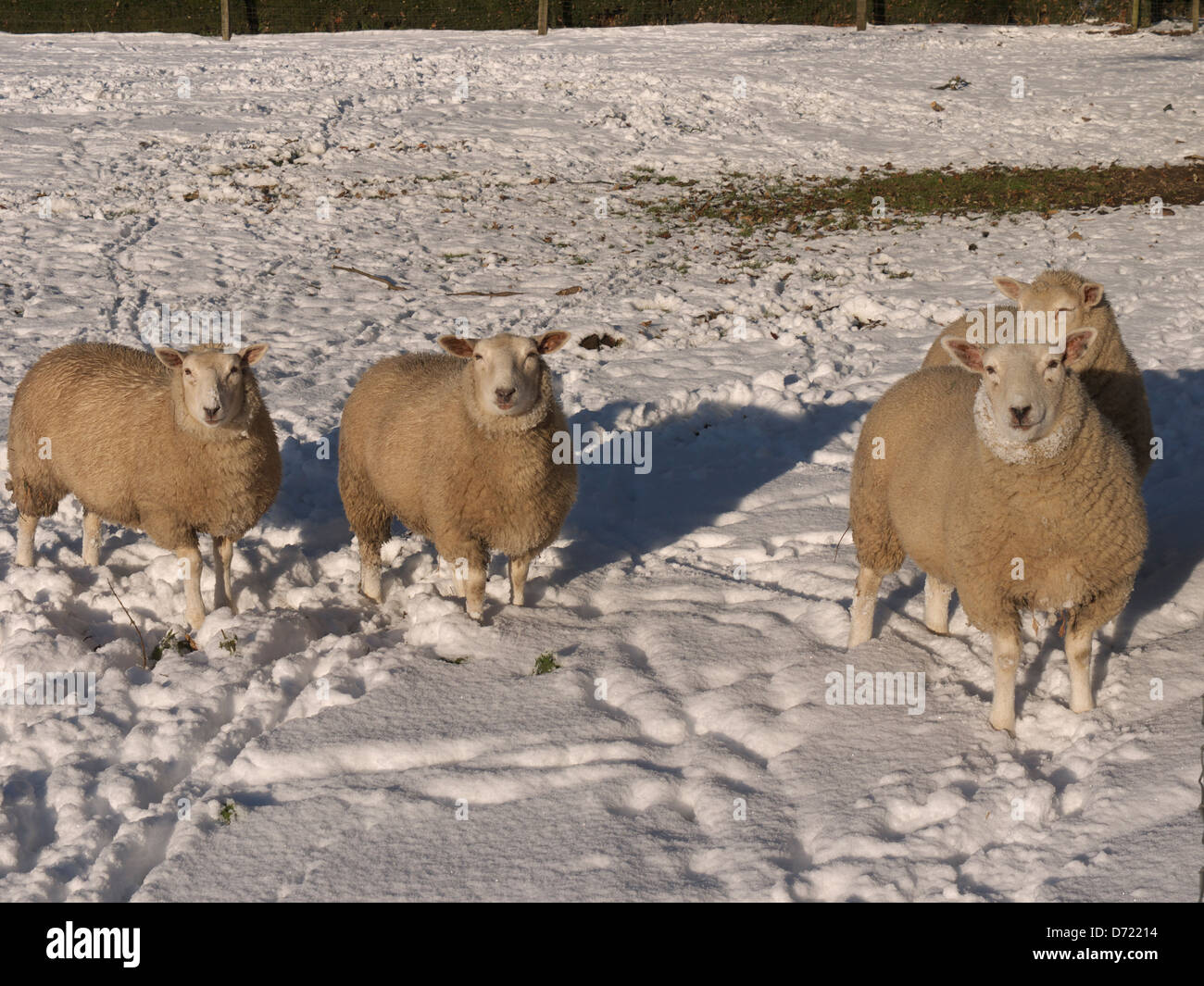 Sheep in snow Stock Photo - Alamy