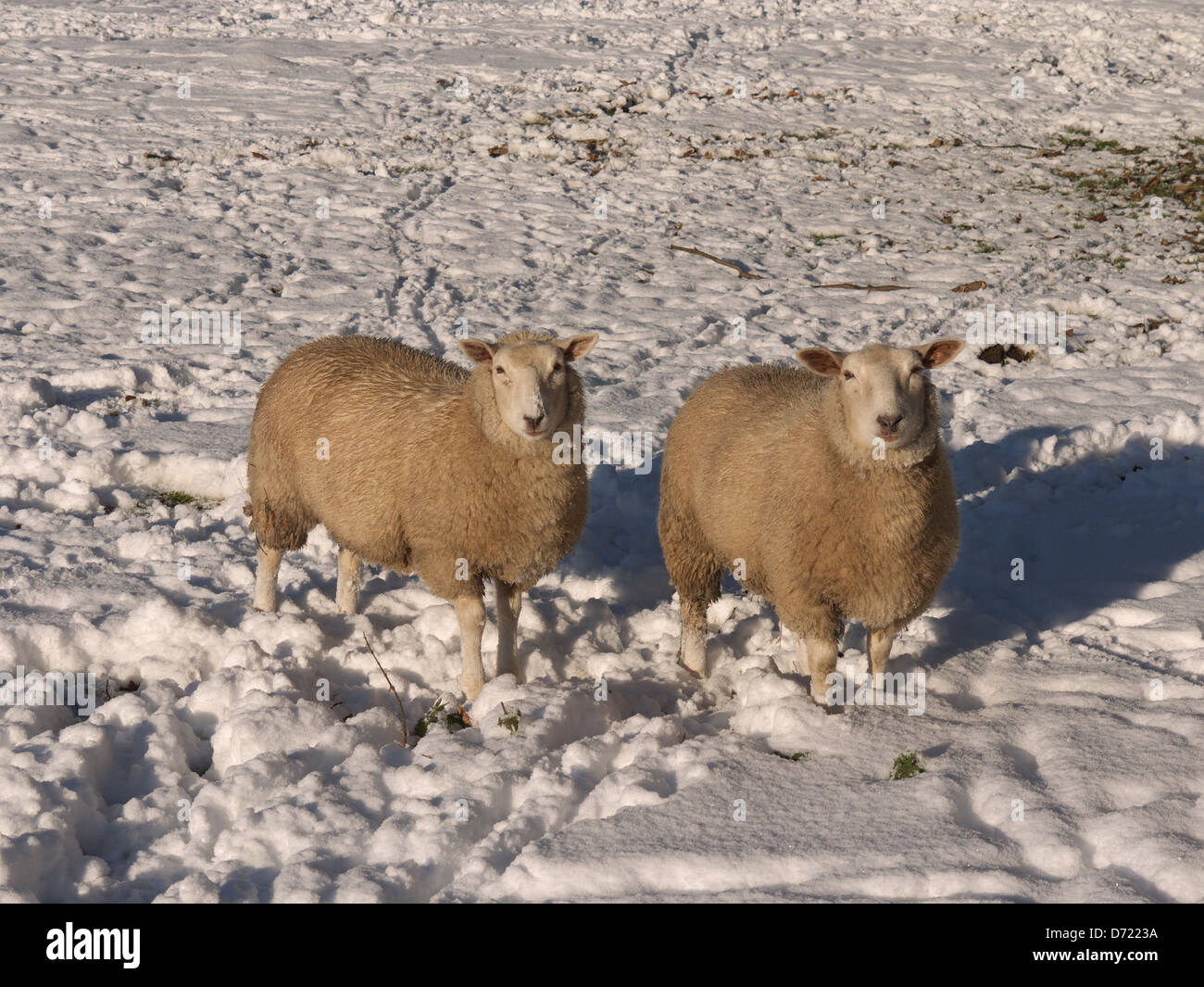 Sheep in snowy field hi-res stock photography and images - Alamy