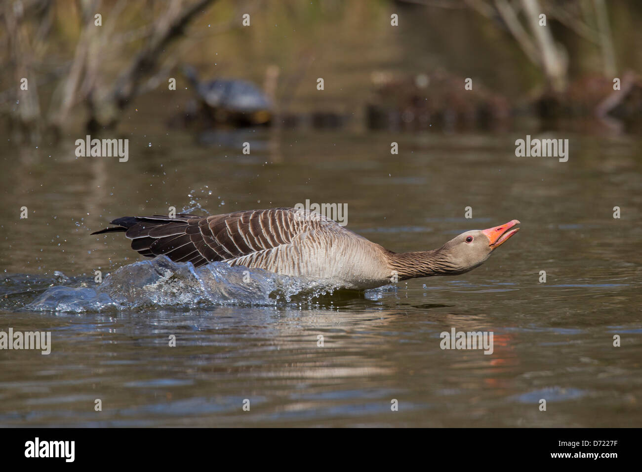 Territorial Greylag Goose / Graylag Goose (Anser anser) in lake ...