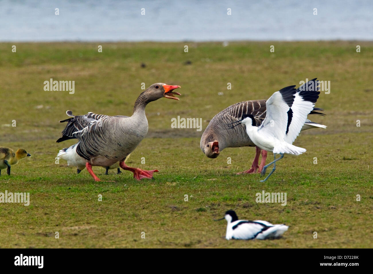 Goose Attack High Resolution Stock Photography and Images - Alamy