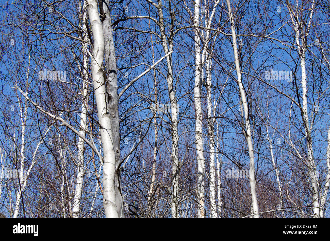 Still leafless in early spring, white-barked Paper Birch saplings stand ...