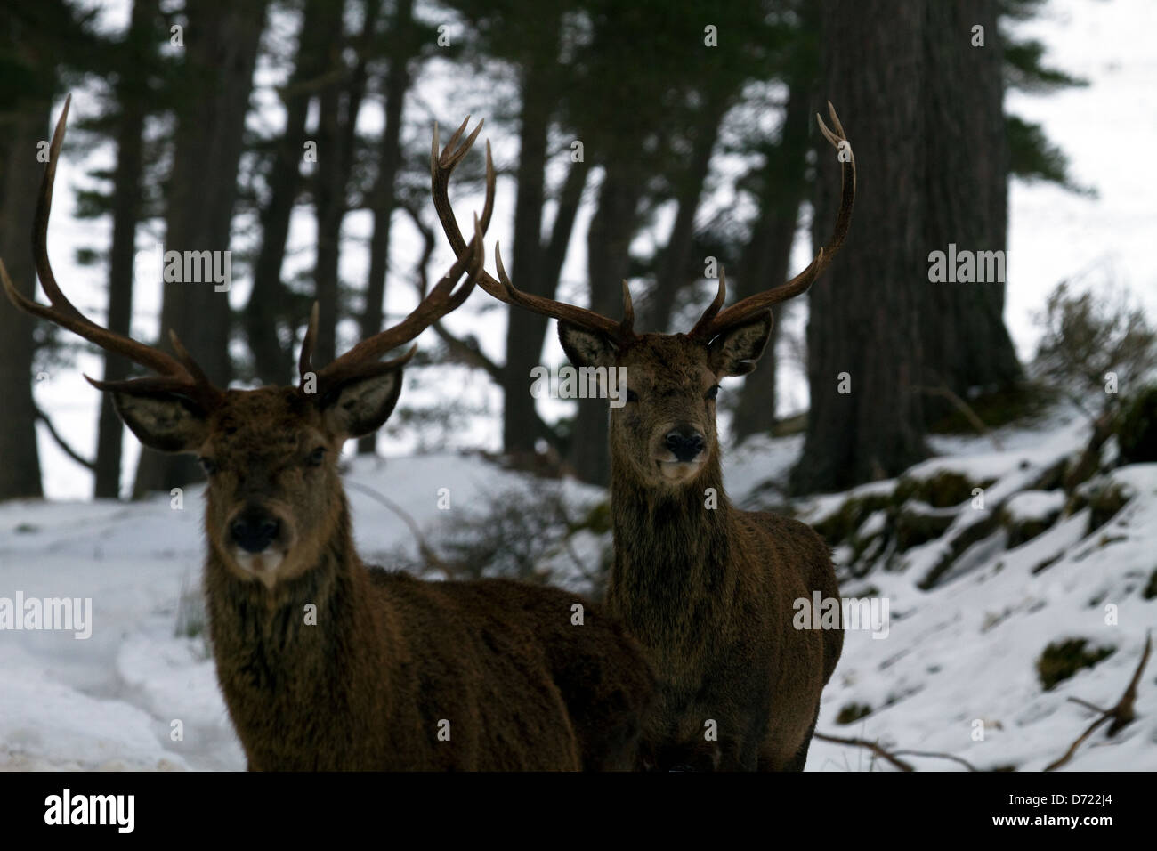 Deer stags hi-res stock photography and images - Alamy