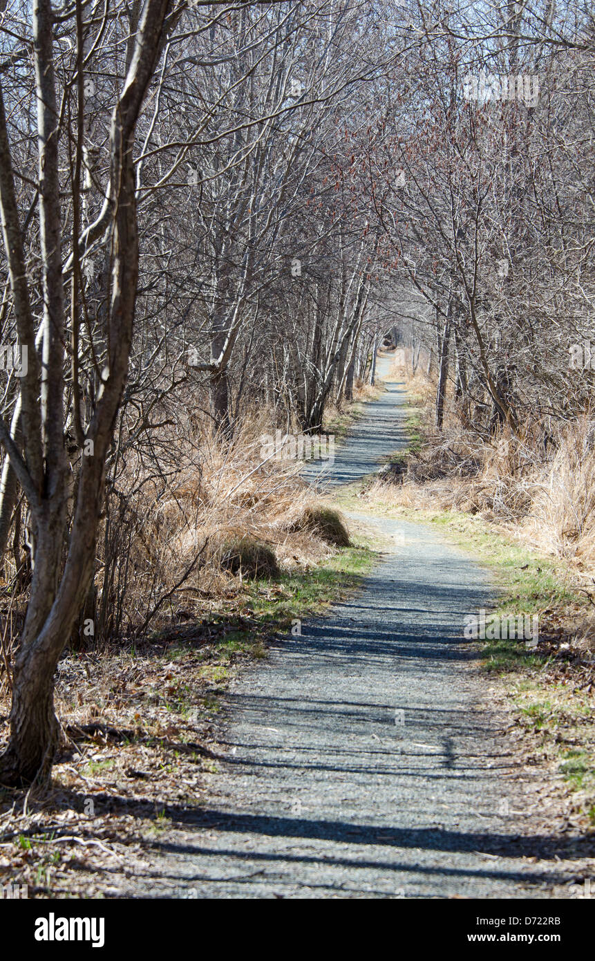The charming Jesup Trail beckons the hiker onward through an open wood ...