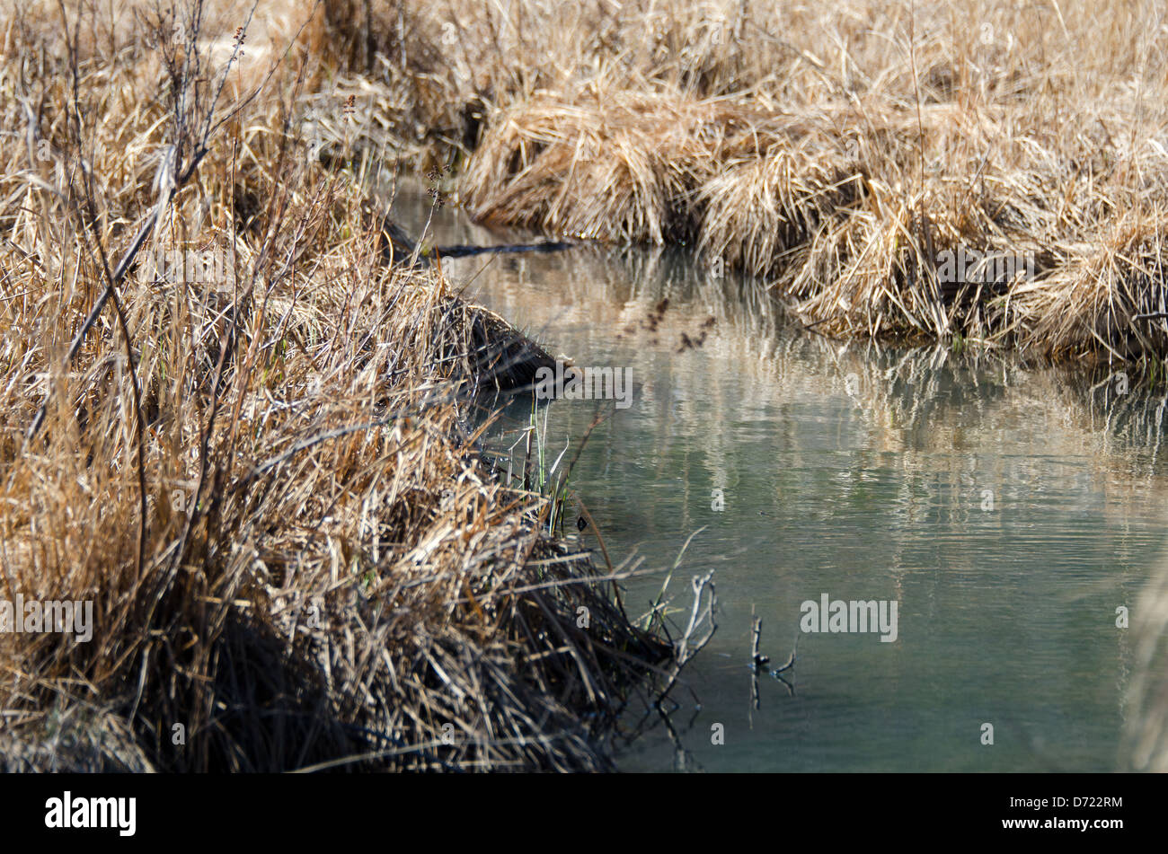 Last year's marsh grasses line a slow-moving stream in early spring ...