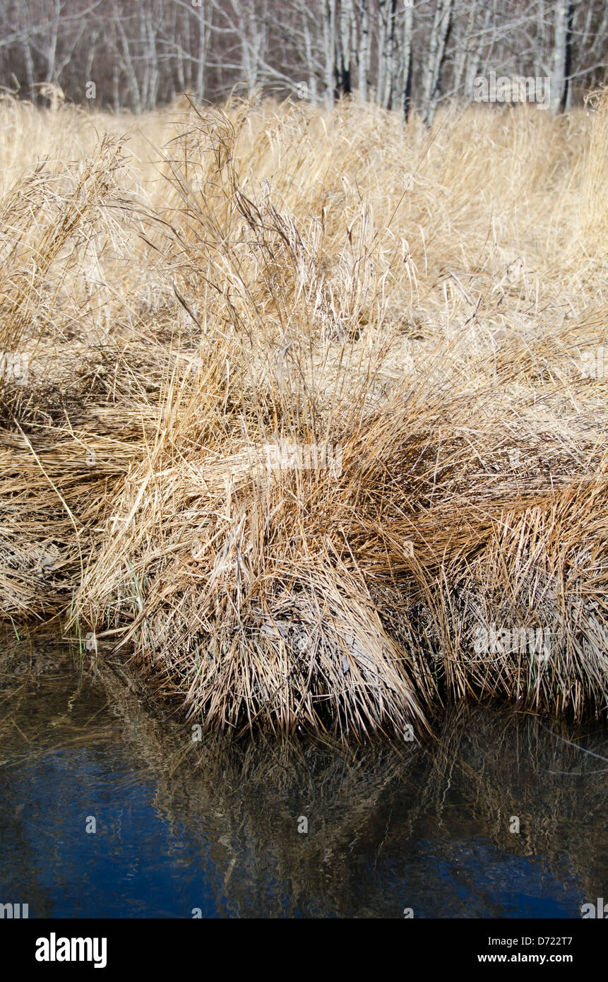 Golden marsh grasses line a calm pool in early spring, Acadia National ...