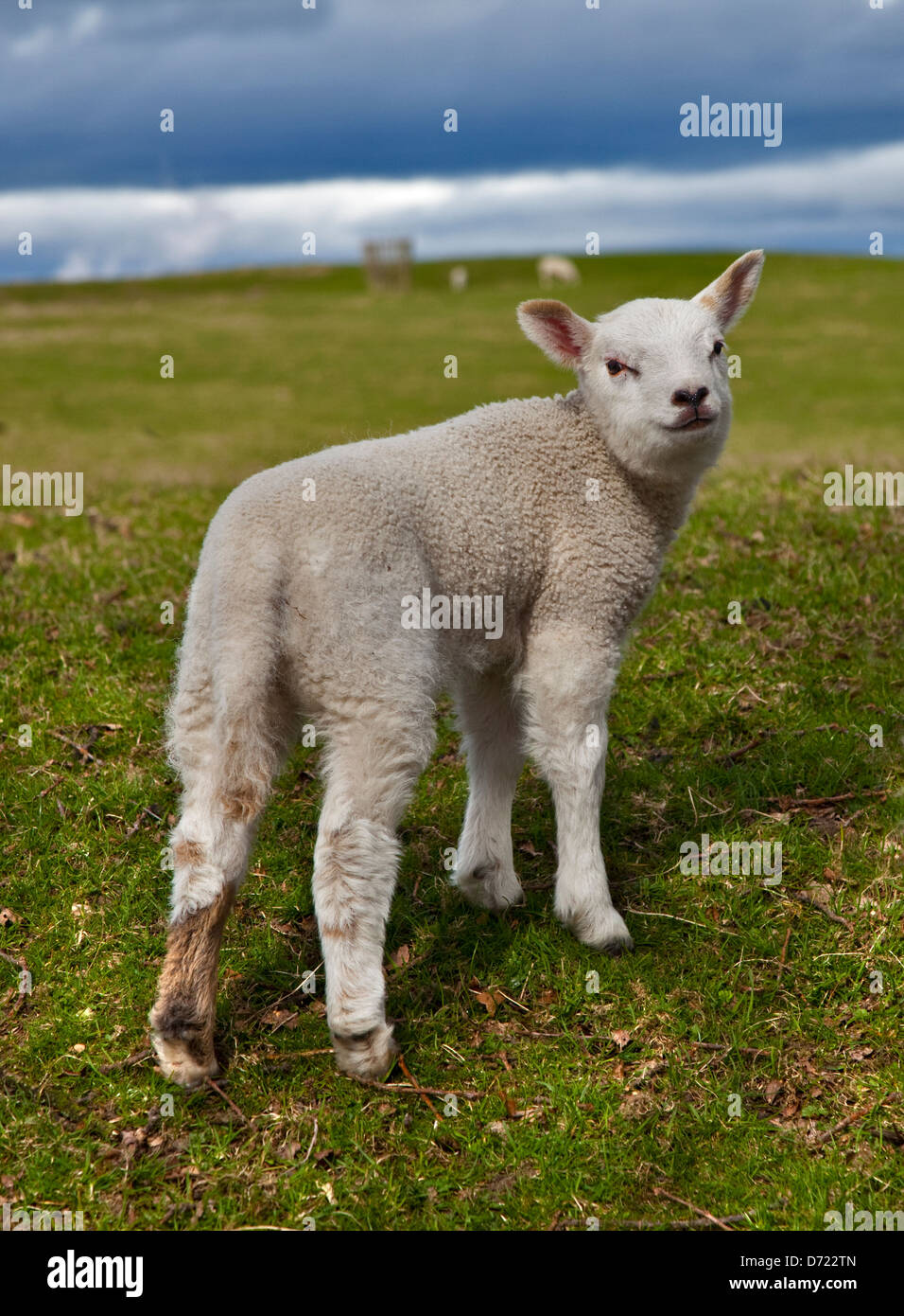 White Lamb, Shropshire, England Stock Photo - Alamy