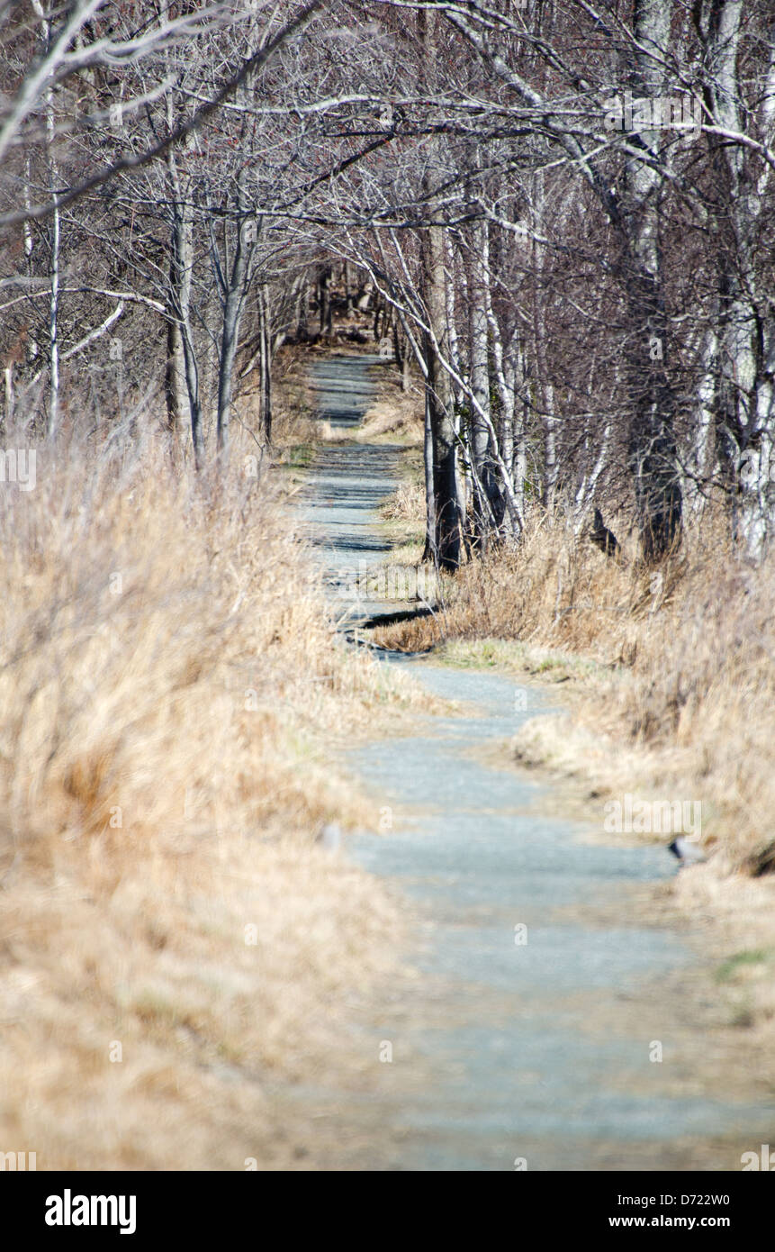 A narrow hiking path called the Jesup Trail winds through the woods of ...