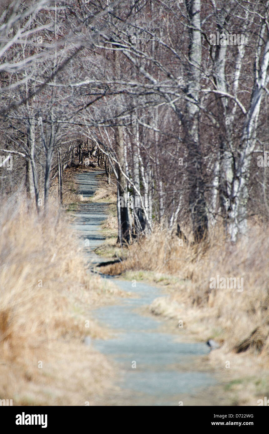 The narrow walking path called the Jesup Trail leads explorers into the ...