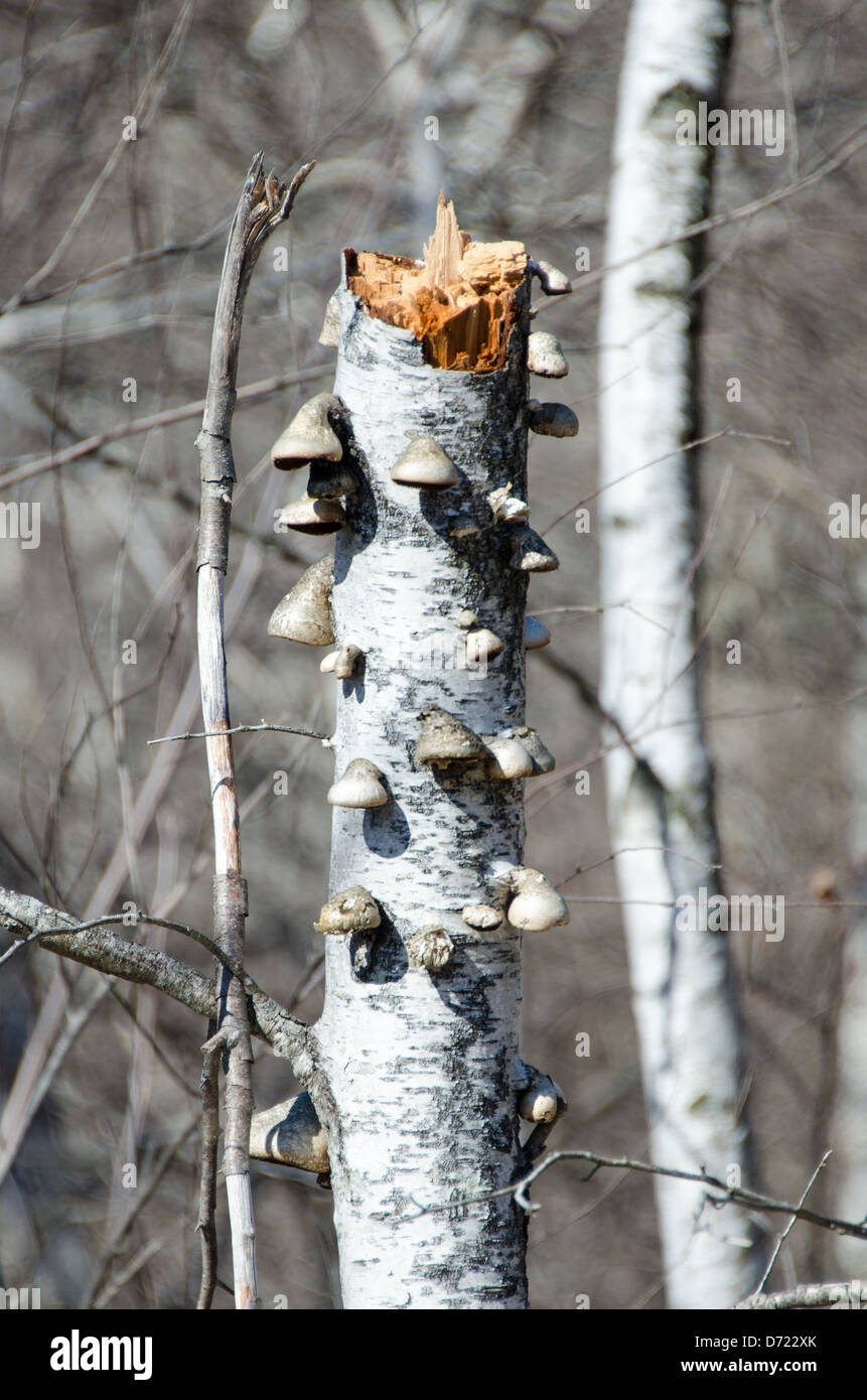 Birch sapling hi-res stock photography and images - Alamy
