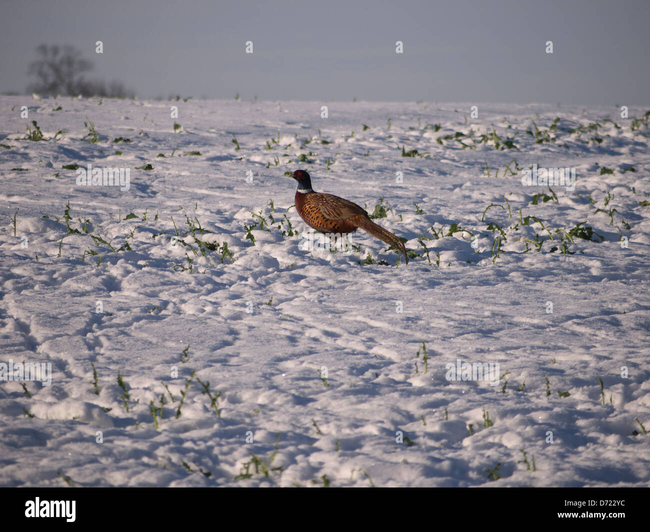 Pheasant in snowy field Stock Photo - Alamy