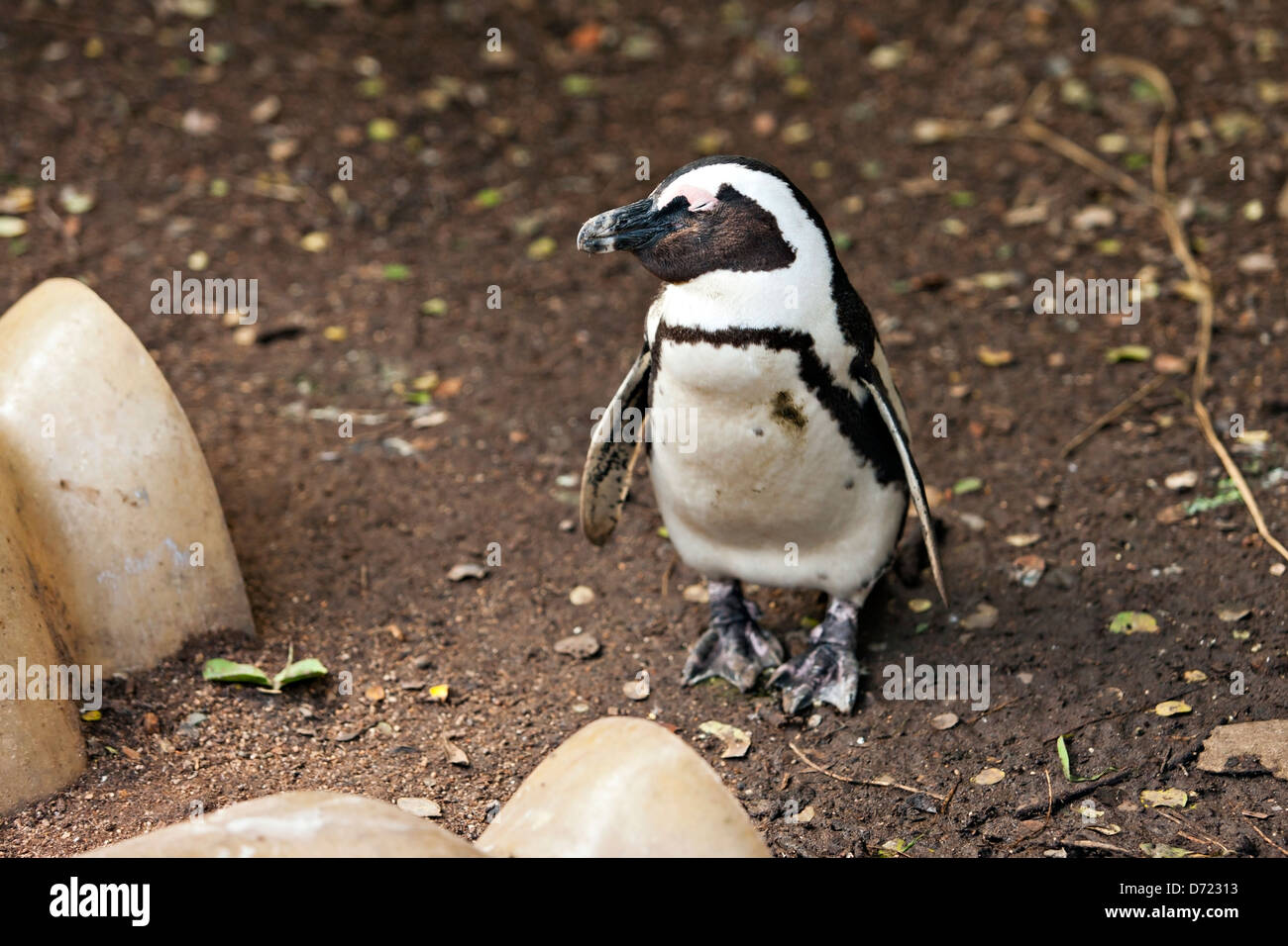 African penguin baby hi-res stock photography and images - Alamy