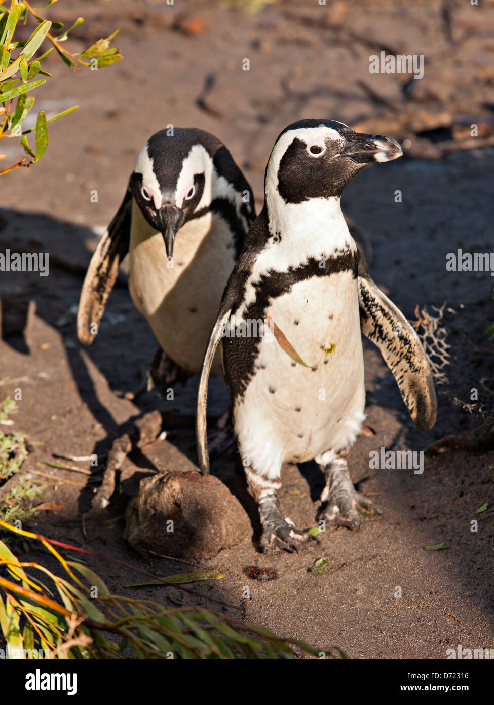 A couple of African penguins Stock Photo - Alamy