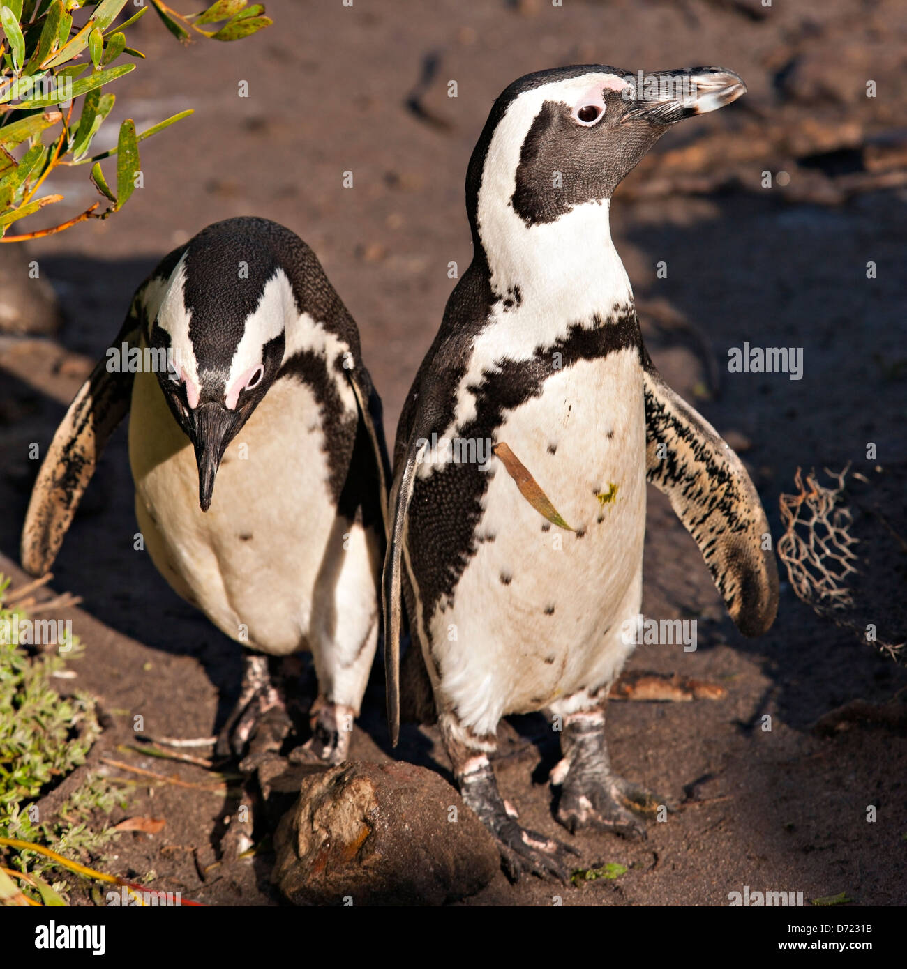 A couple of African penguins Stock Photo - Alamy