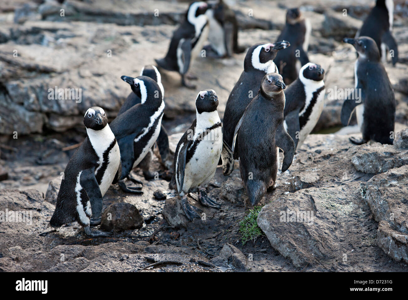 A small group of African penguins, South Africa Stock Photo - Alamy