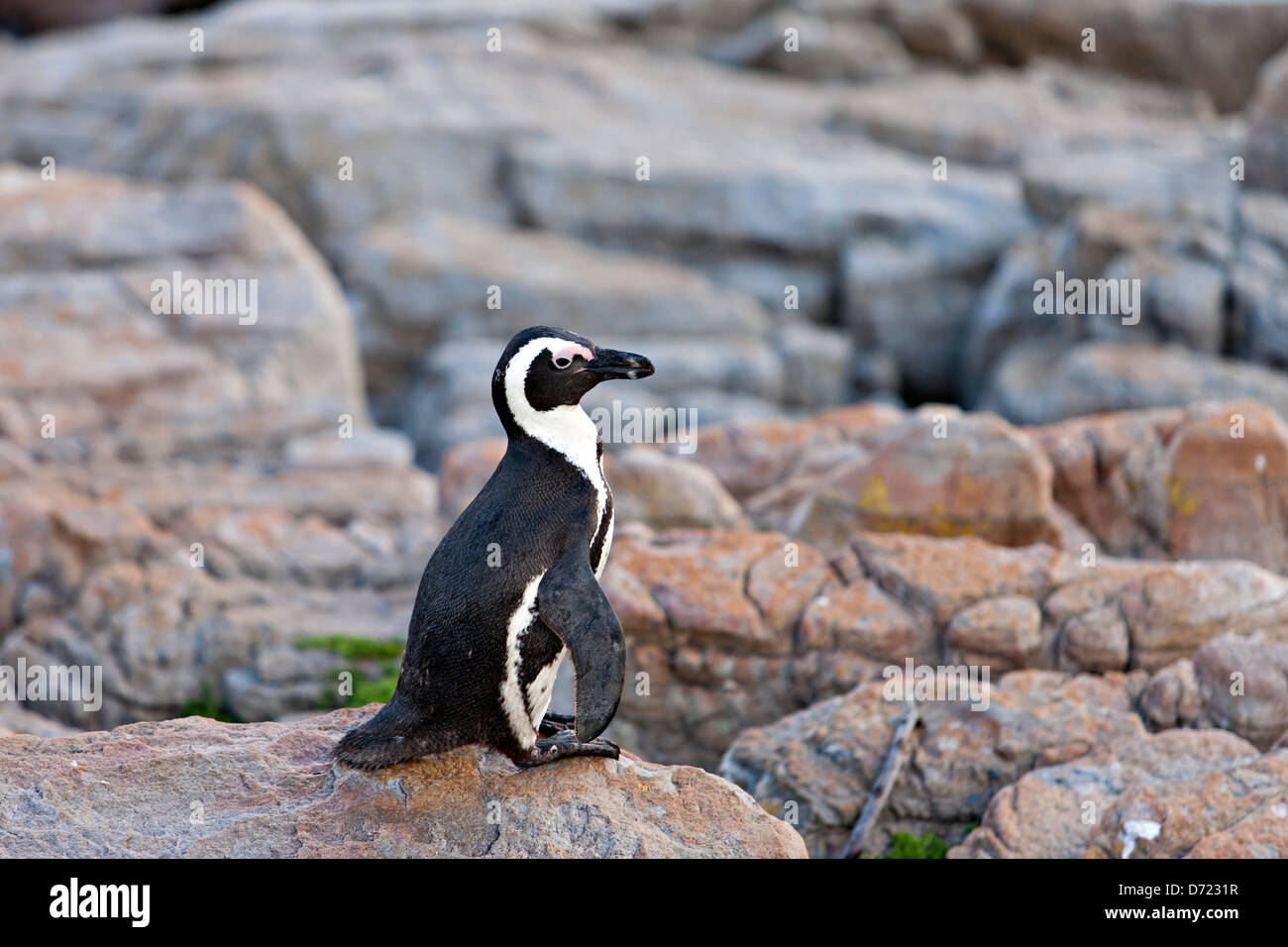 African penguin, South Africa Stock Photo - Alamy