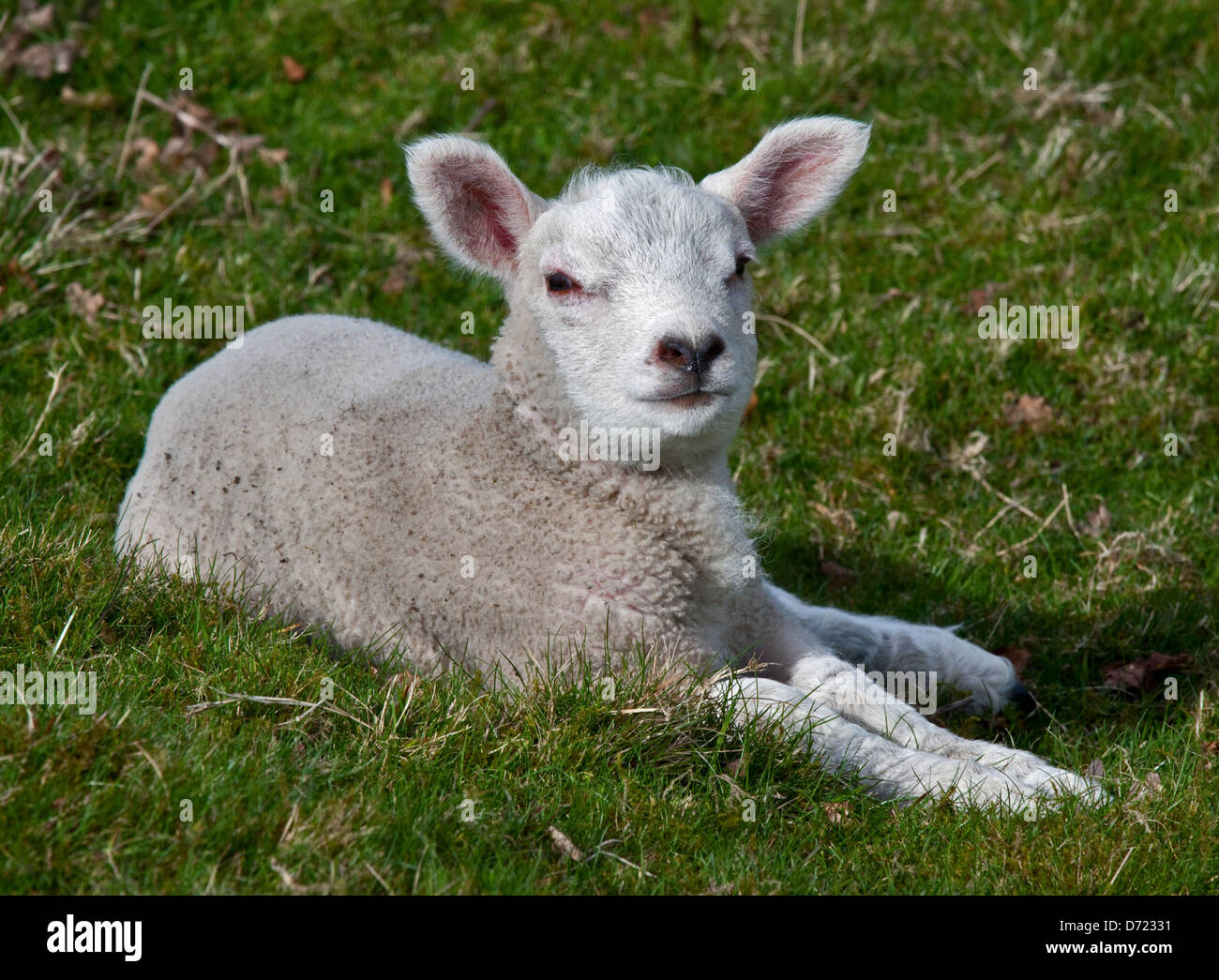 Baby white lamb hi-res stock photography and images - Alamy