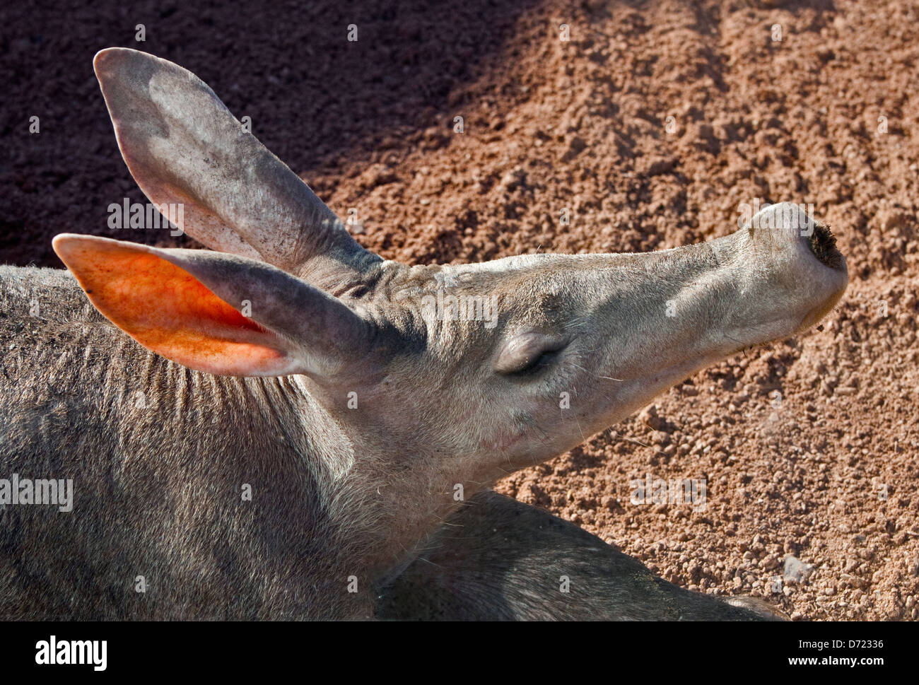 Aardvark (orycteropus afer Stock Photo - Alamy