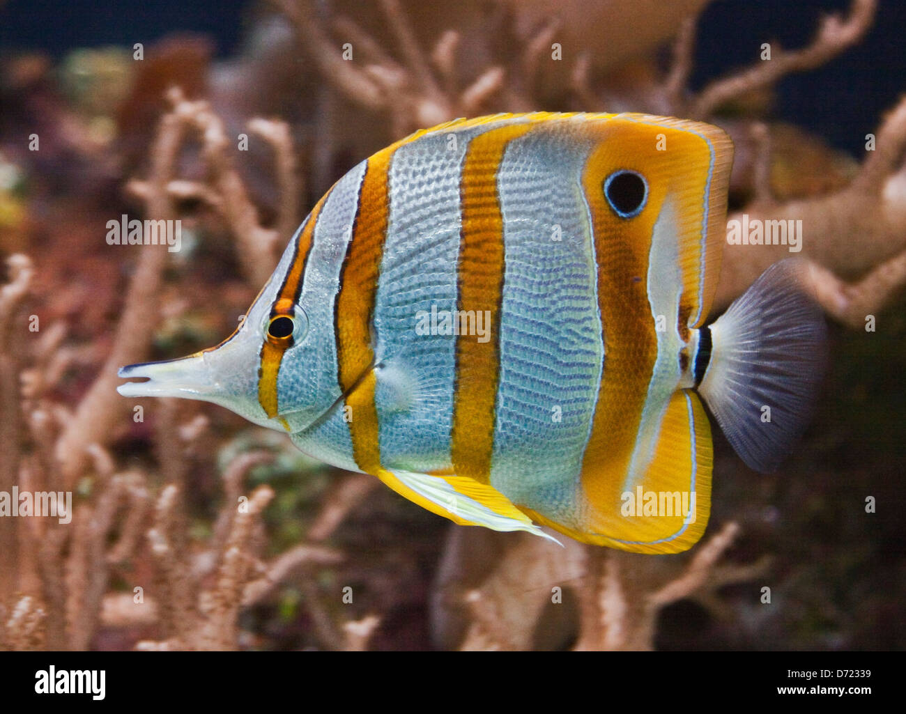 Copperband Butterflyfish (chelmon rostratus Stock Photo - Alamy