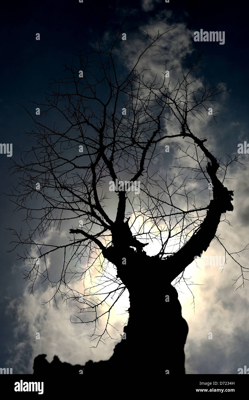 SKELETON OF A TREE Stock Photo - Alamy