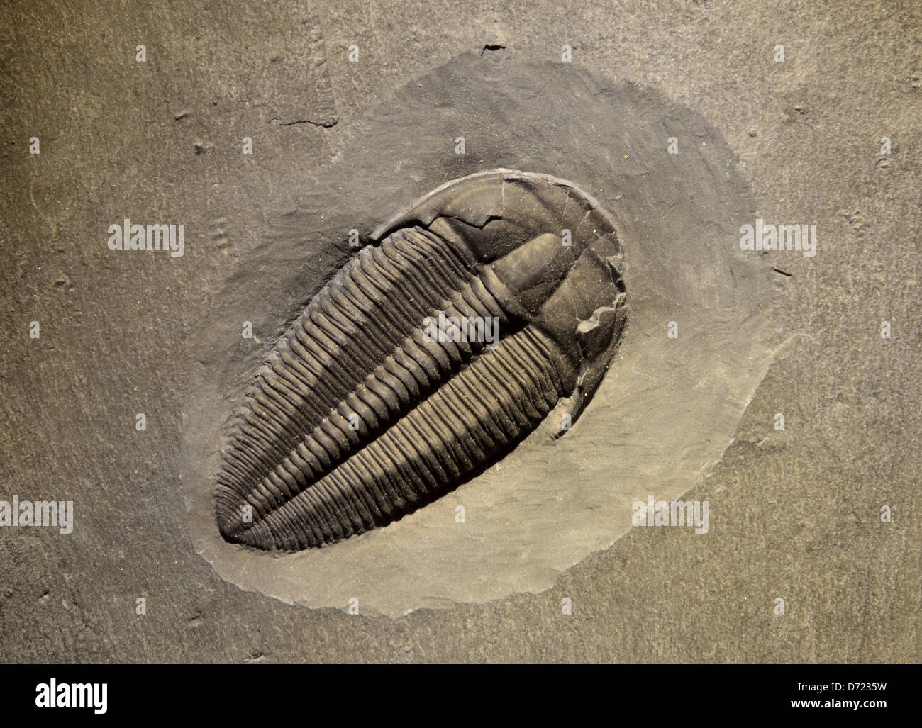 Fossil Trilobites High Resolution Stock Photography and Images - Alamy