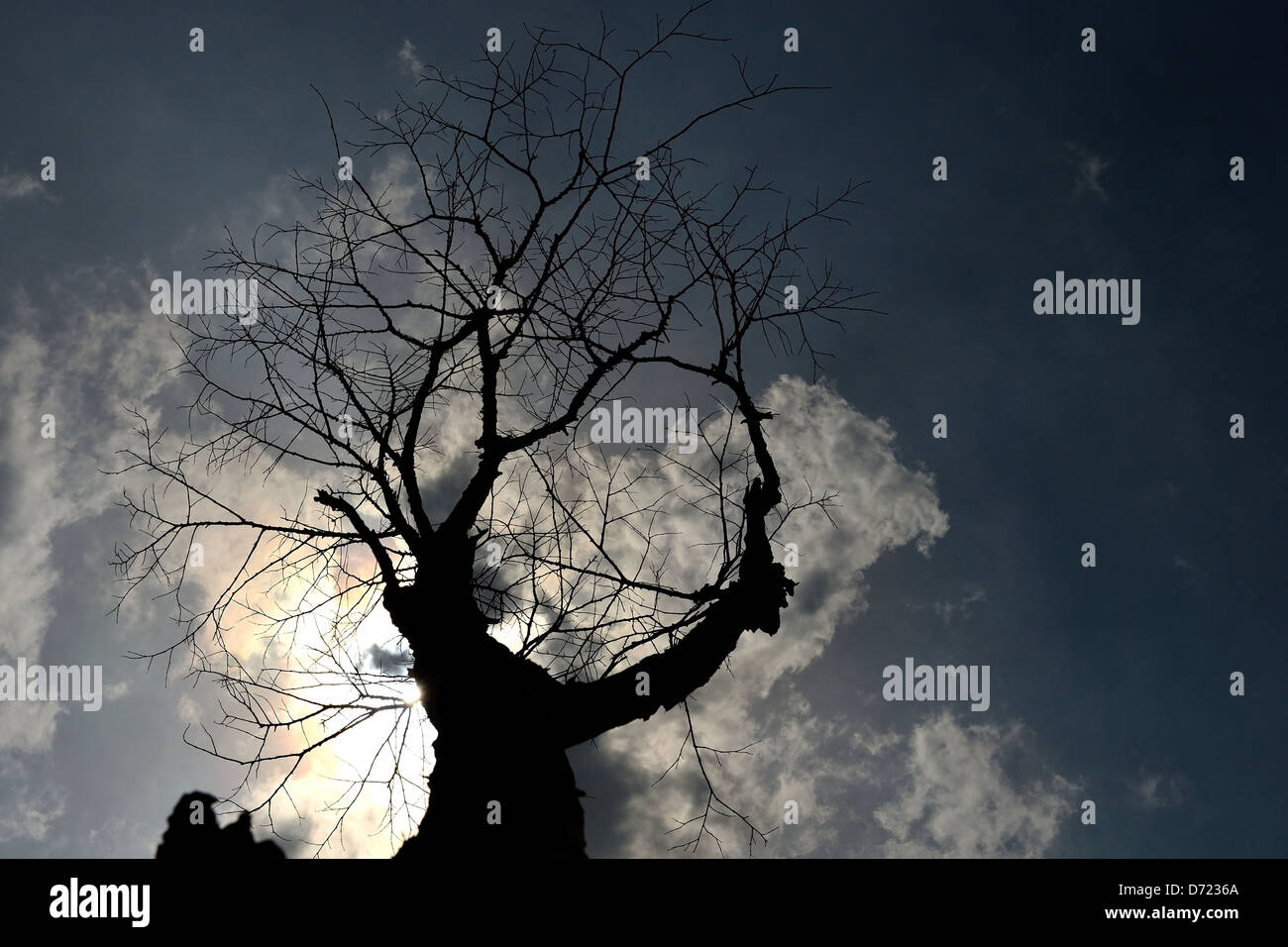 Skeleton of a tree hi-res stock photography and images - Alamy