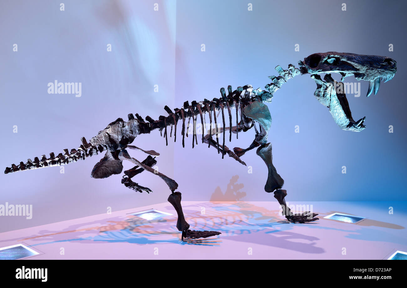 Fossil skeleton of a saber-toothed gorgan Inostrancevia. Permian age ...