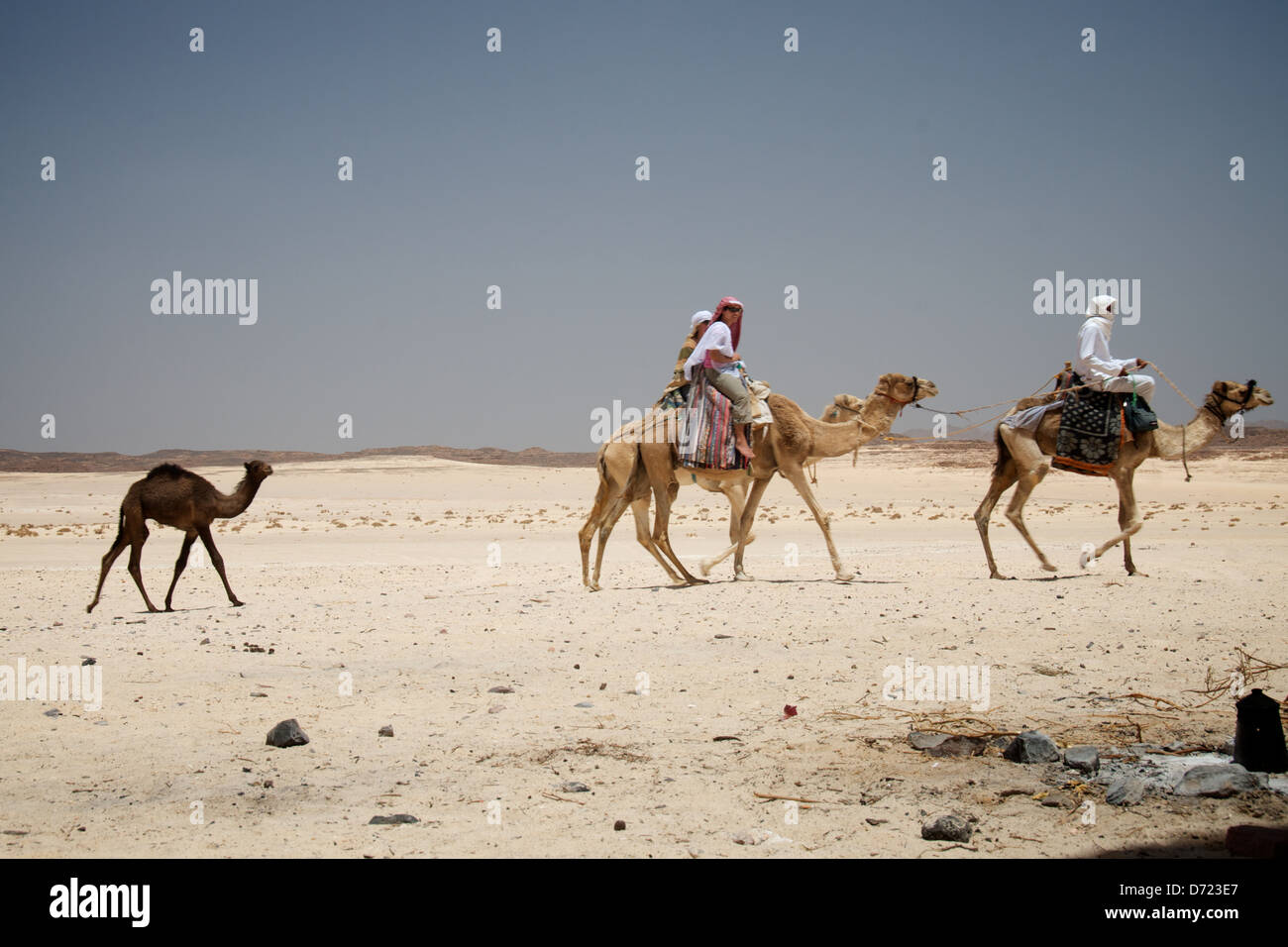 Camel trek egypt hi-res stock photography and images - Alamy